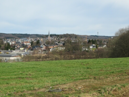 - Narzissenblüte in Kelmis